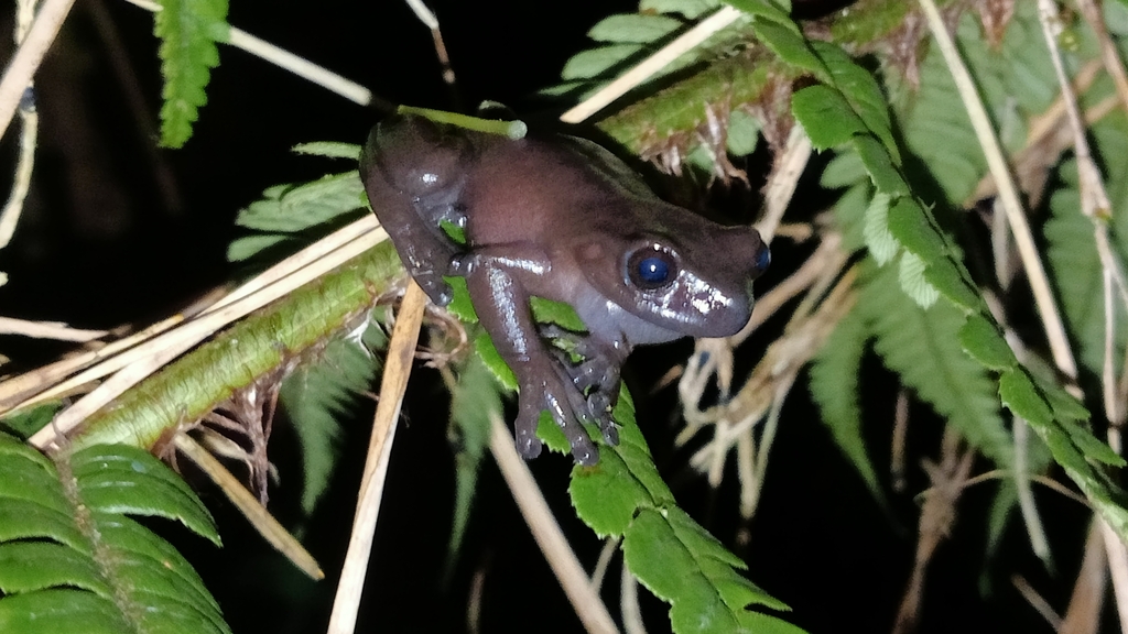 Lynch's Colombian Tree Frog in September 2023 by Fundacion ProAves ...