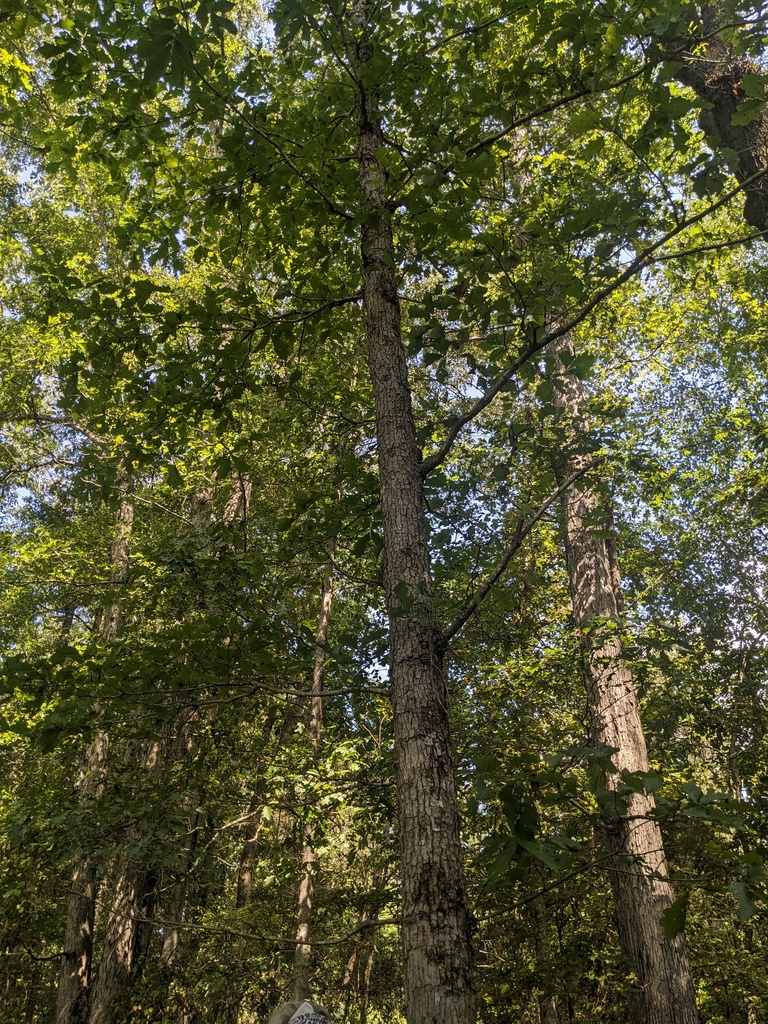 Bluff Oak from Marshall County, MS, USA on September 27, 2023 at 12:50 ...