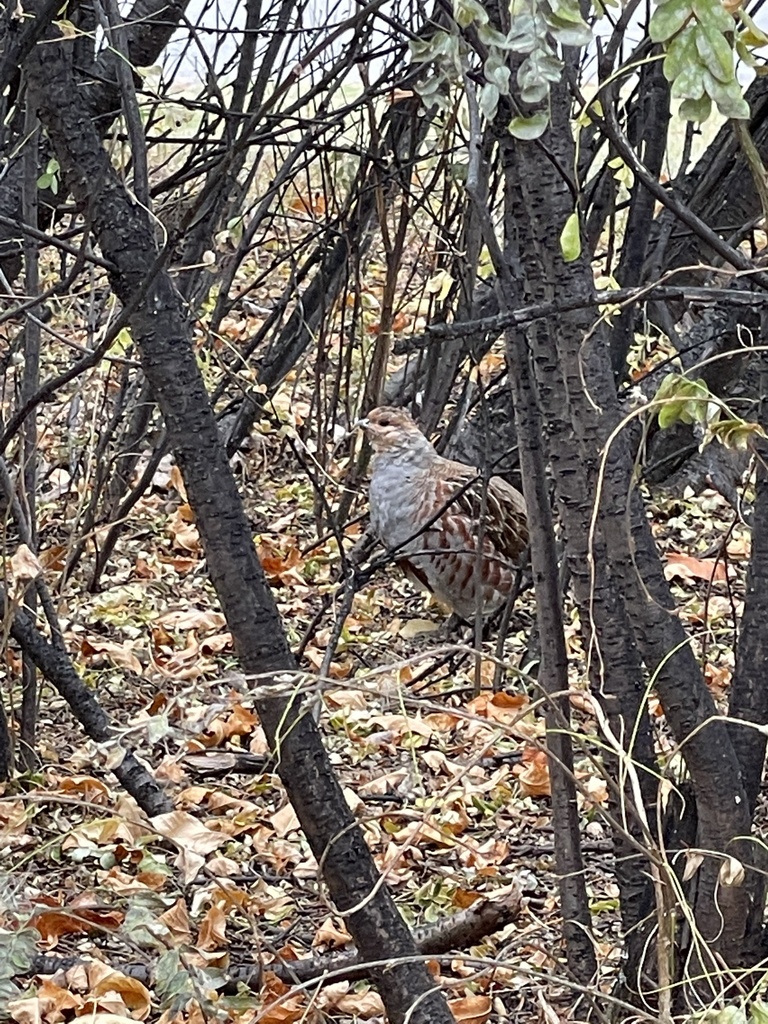Gray Partridge from University of Calgary, Calgary, AB, CA on September ...
