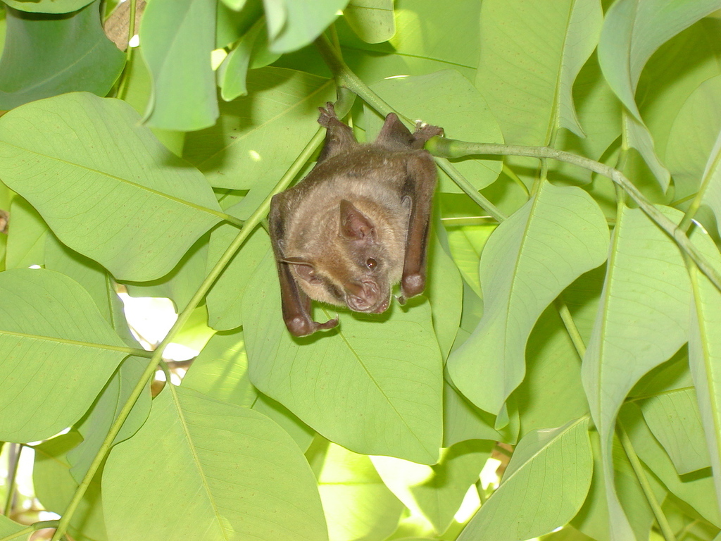 Jamaican Fruit-eating Bat from Mérida, Yuc., México on June 15, 2006 at ...