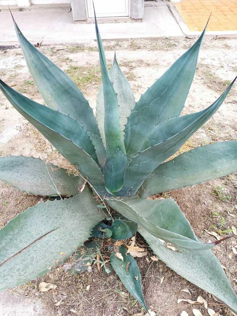 Pulque agave from U.A.B.C., Ensenada, B.C. on September 28, 2023 at 10: ...