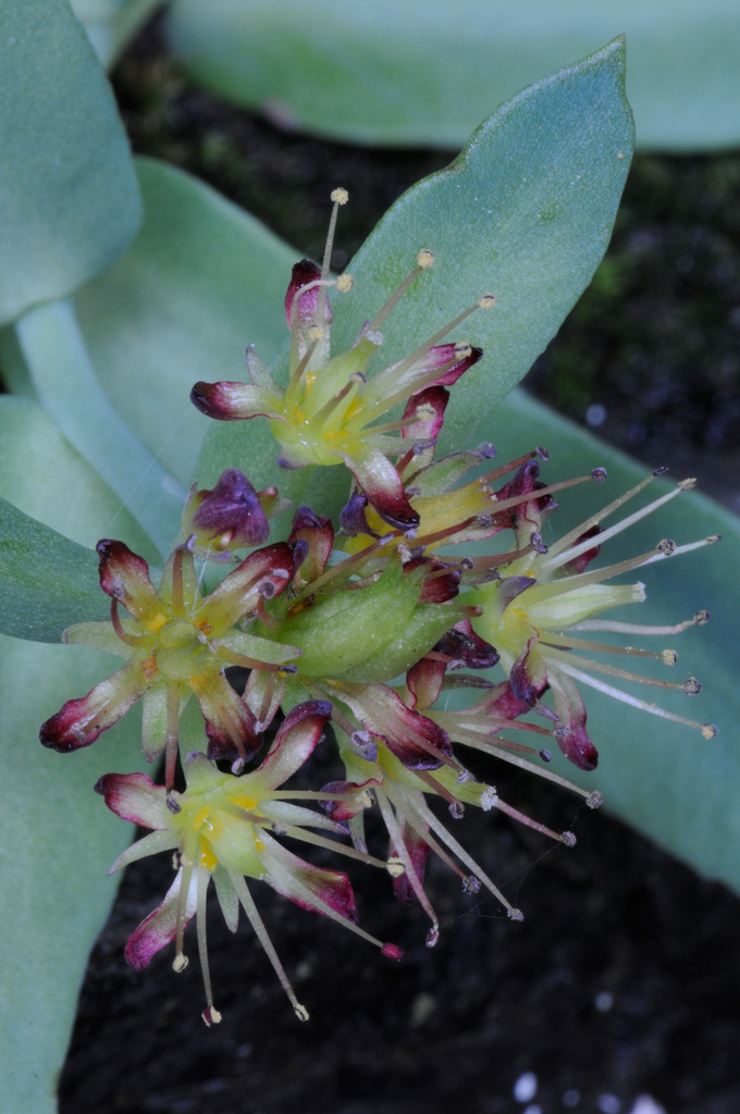 Leedy's Roseroot in June 2023 by Al Schotz · iNaturalist