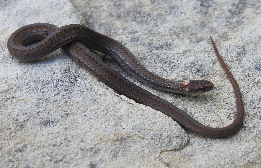Red-bellied Snake from Tucker County, WV, USA on September 3, 2023 at ...