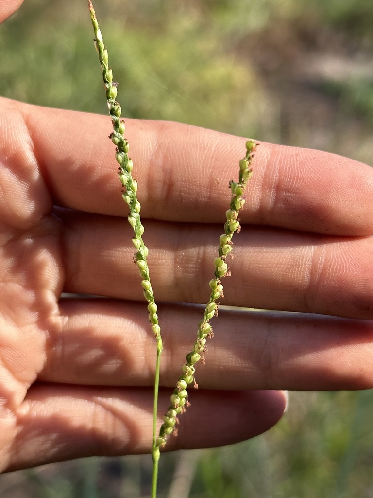 Thin Paspalum from Smithville, TX, US on September 28, 2023 at 09:17 AM ...