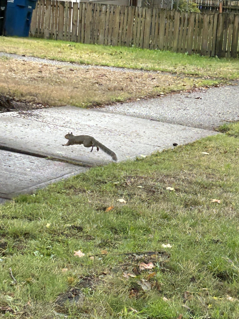 Eastern Gray Squirrel from 25th Ave S, Seattle, WA, US on September 28 ...