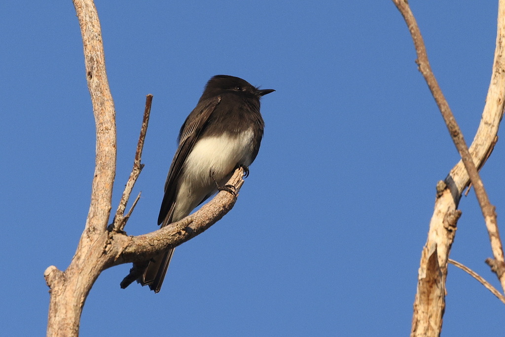 Black Phoebe from 9849 Alta Mesa Rd, Wilton, CA 95693, USA on September ...