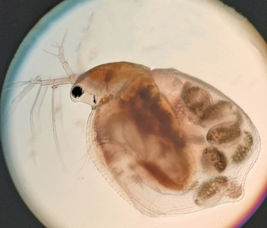 Simocephalus vetulus from Wainfleet Bog Conservation Area, Port ...