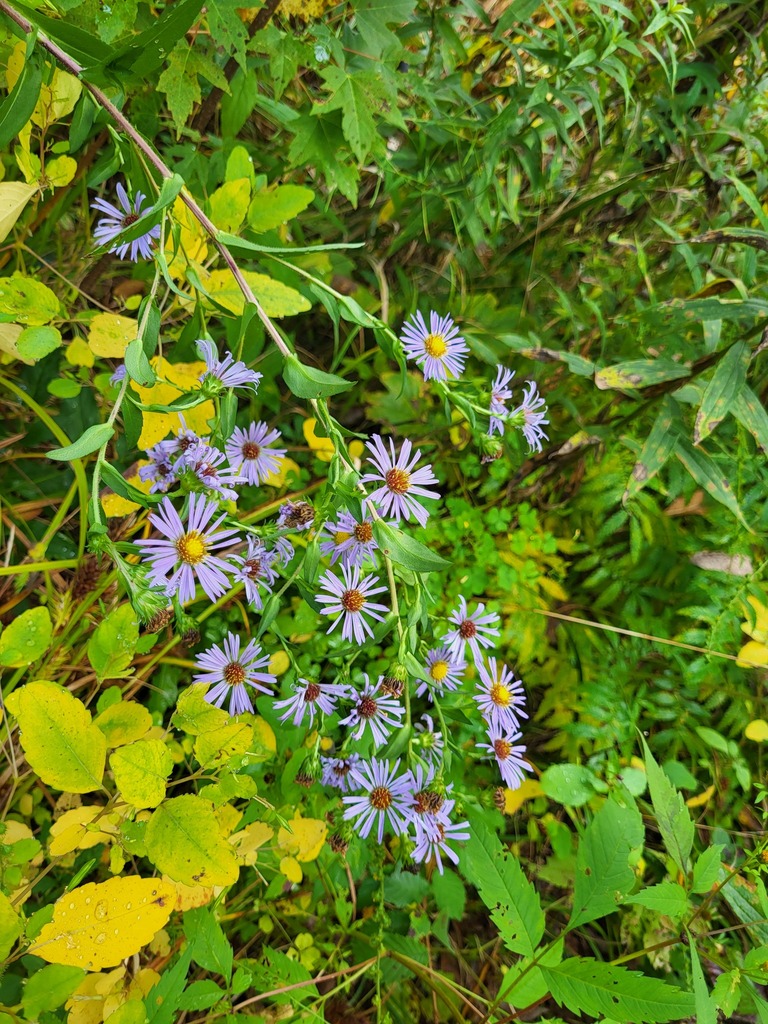 swamp aster from Glen Ellyn, IL, USA on September 28, 2023 at 09:09 AM ...