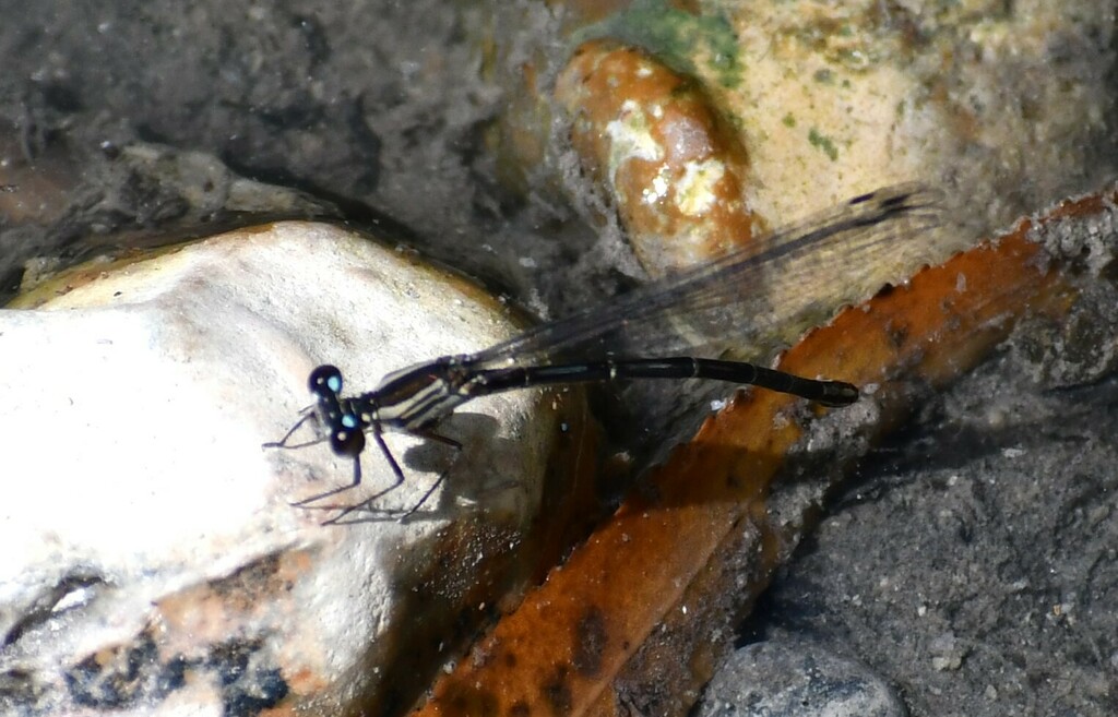 Dusky Dancer from Zavala County, TX, USA on September 17, 2023 at 11:42 AM by Jon McIntyre ...