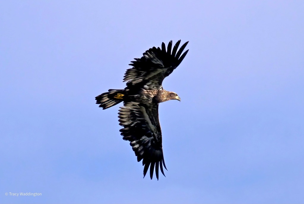 Bald Eagle from Prince Edward, Prince Edward County, ON, CA on ...