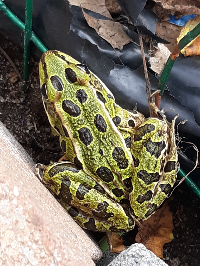 Northern Leopard Frog from Bloomer, WI 54724, USA on September 28, 2023 ...