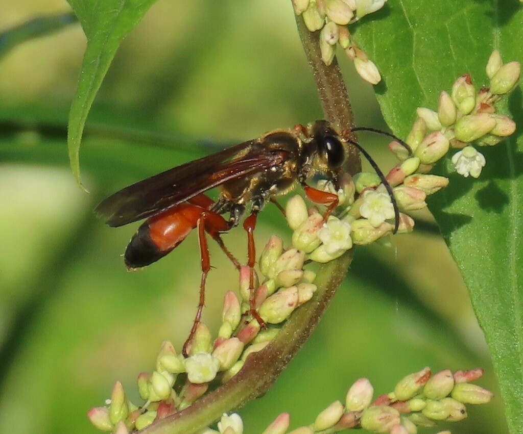 Great Golden Digger Wasp from Rosenberg, TX, USA on September 28, 2023 ...