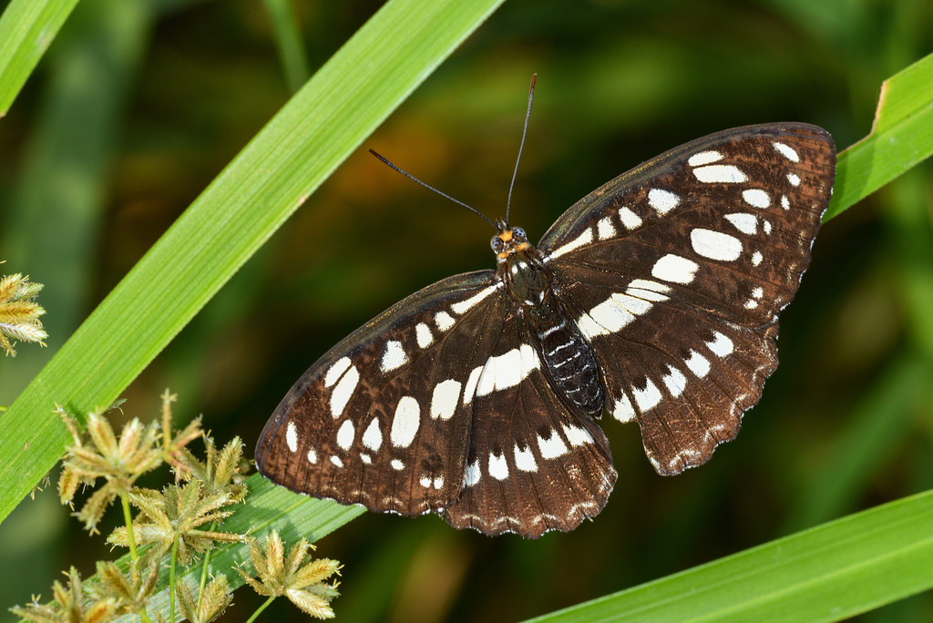 Common Sergeant from 台灣高雄市鼓山區高雄 on January 15, 2019 at 12:08 PM by ...