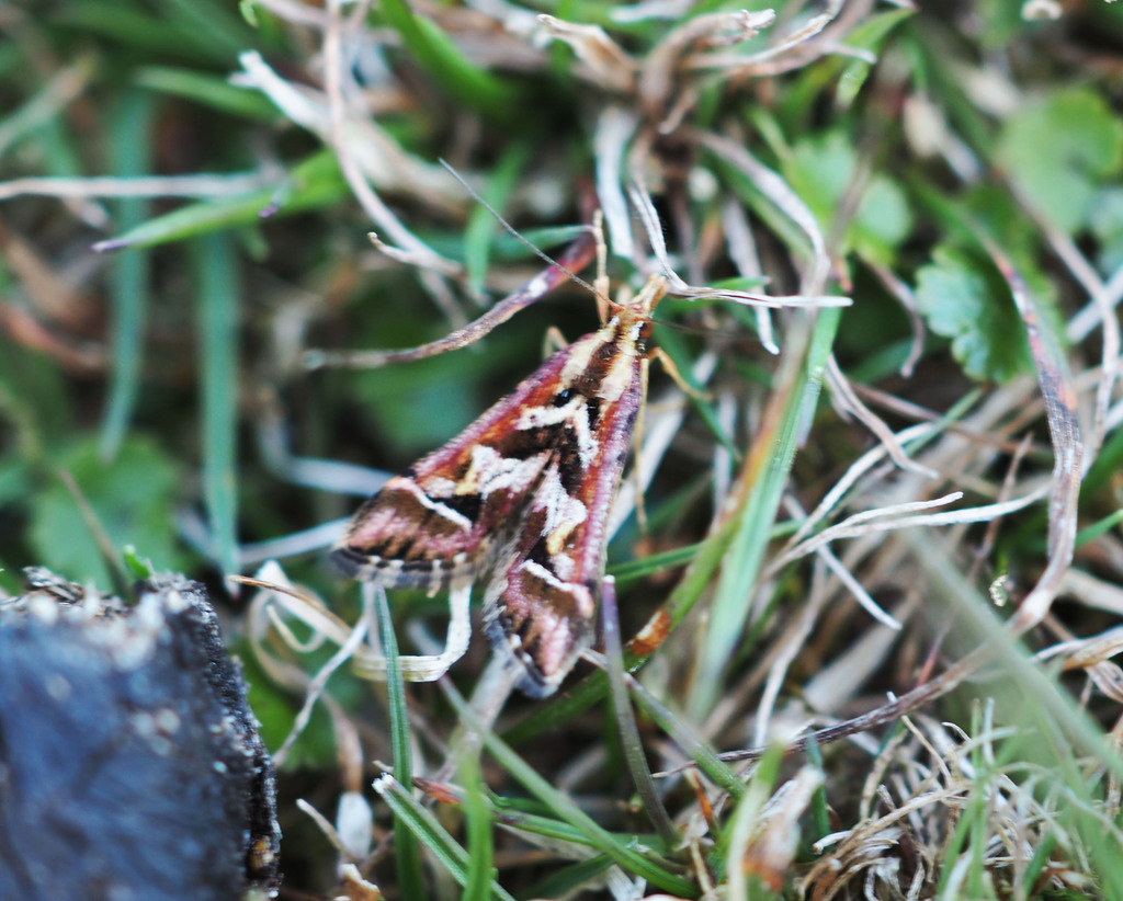 Arrowhead (I.D. Guide to Micro-Moths of NZ's Kauri Kingdom ...