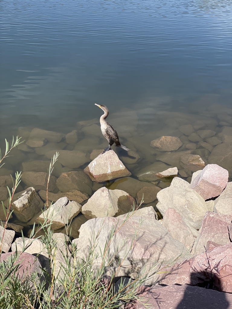 Double-crested Cormorant from Quail Lake Park, Colorado Springs, CO, US ...