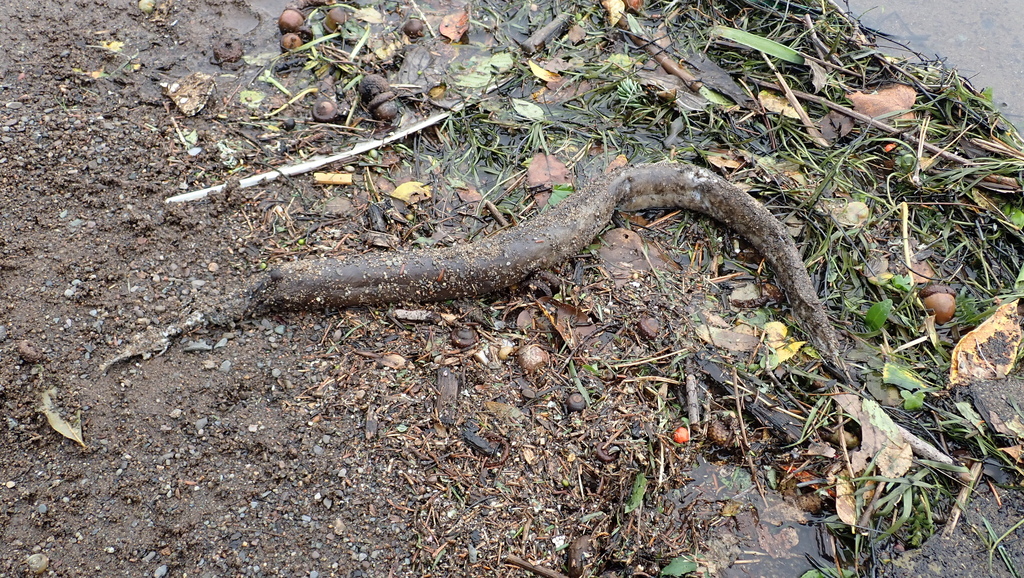 American Eel from Darthmouth, Nova Scotia, Canada on September 15, 2023 ...