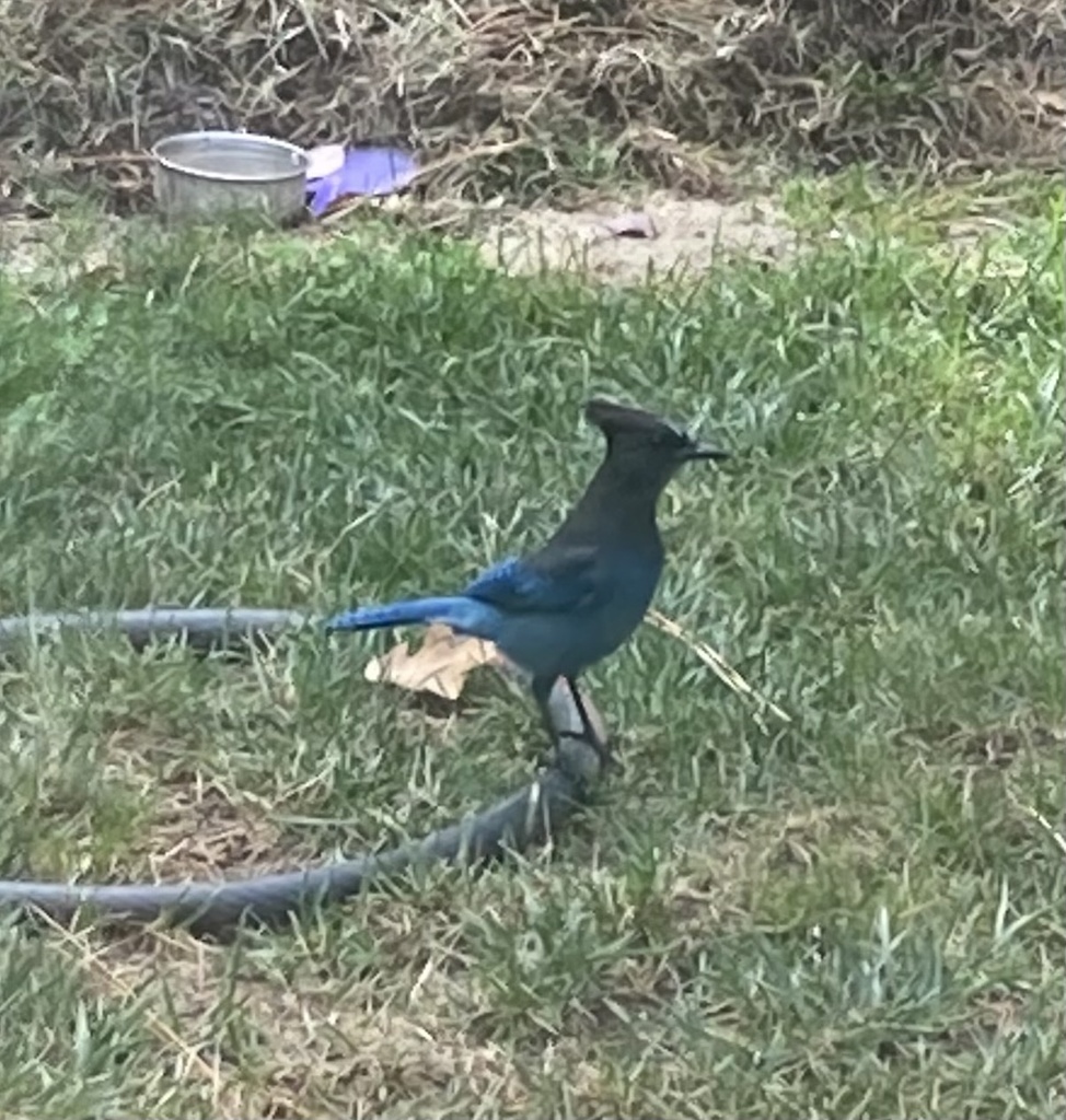 Steller's Jay in September 2023 by Hannah · iNaturalist