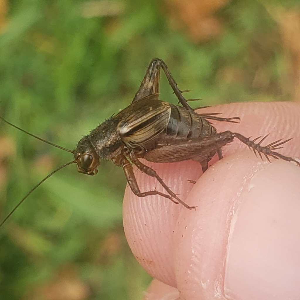 Striped Ground Cricket from E 26th St at Ash St OB, Erie, PA 16504, USA ...