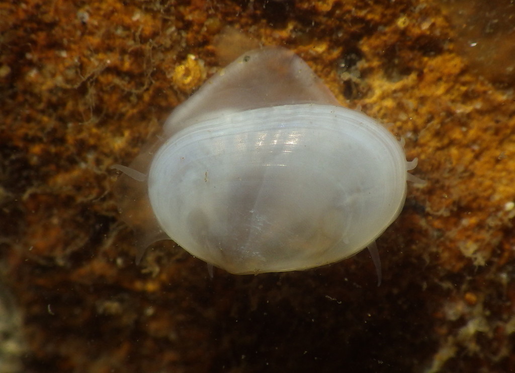 Cymatioa cookae from Naples State Marine Conservation Area, California ...