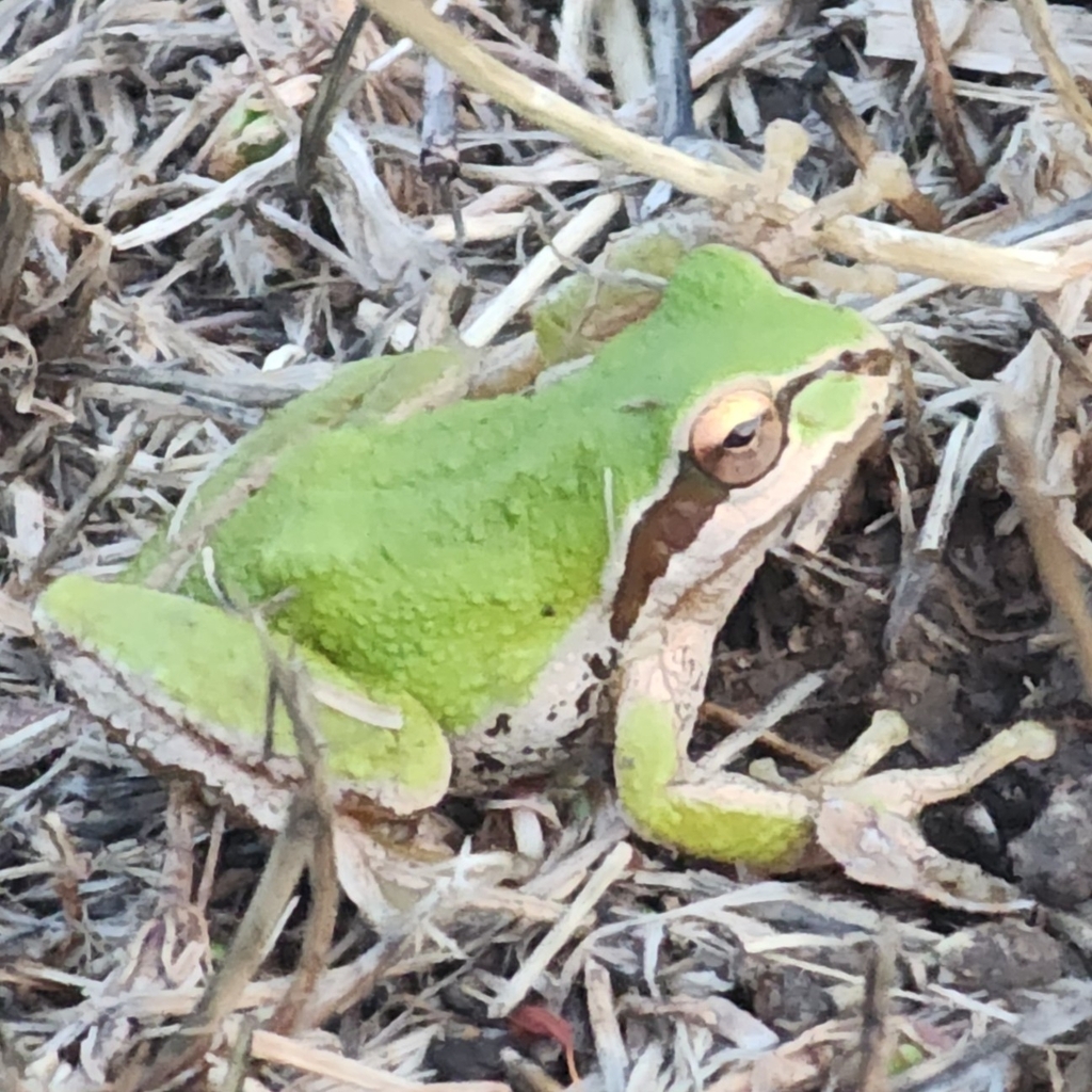 Northern Pacific Tree Frog in September 2023 by night owl naturals ...