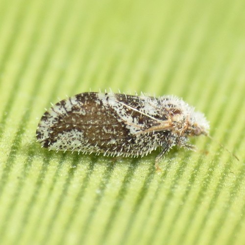 Aphalaroida spinifera · iNaturalist