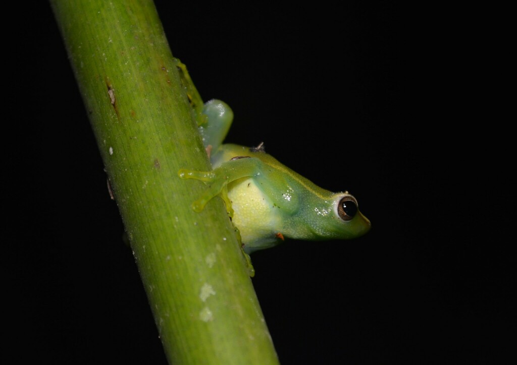 Greater Hatchet-faced Tree Frog from Vaca Diez, Bolivia on September 20 ...