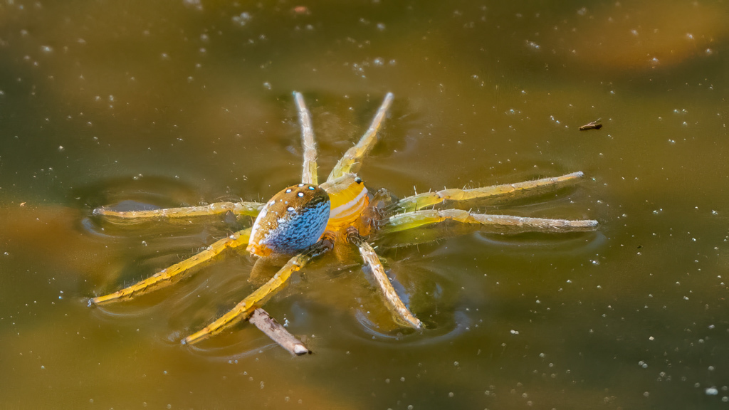 Six-spotted Fishing Spider from White Rock Lake, Dallas, TX, USA on ...