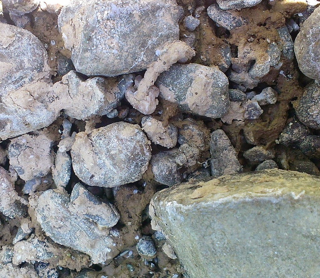 Big-eyed Toad Bug in May 2014 by Benjamin Maples. Toad bug nymph; it ...