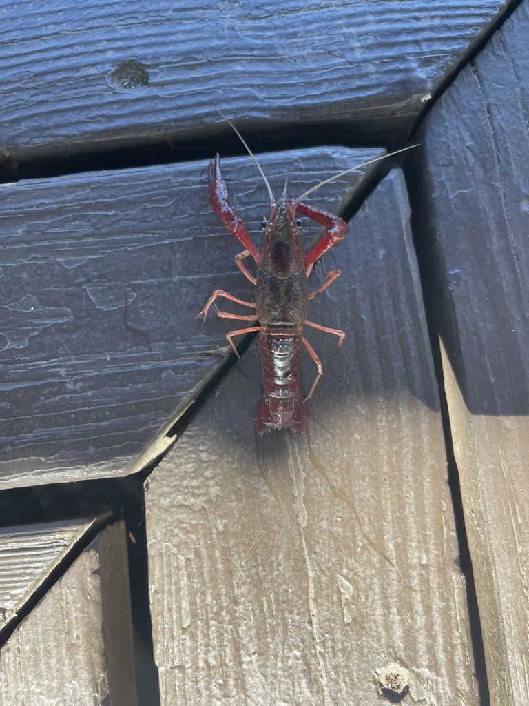 Red Swamp Crayfish from Meredith College, Raleigh, NC, US on September ...