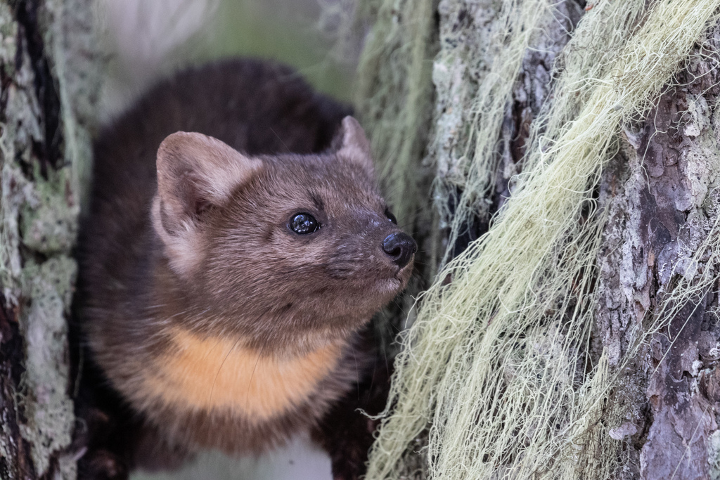 Pacific Marten (Martes caurina) (Wildlife of the United States ...