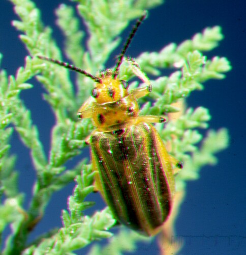 Larger Tamarisk Beetle (Diorhabda carinata) · iNaturalist