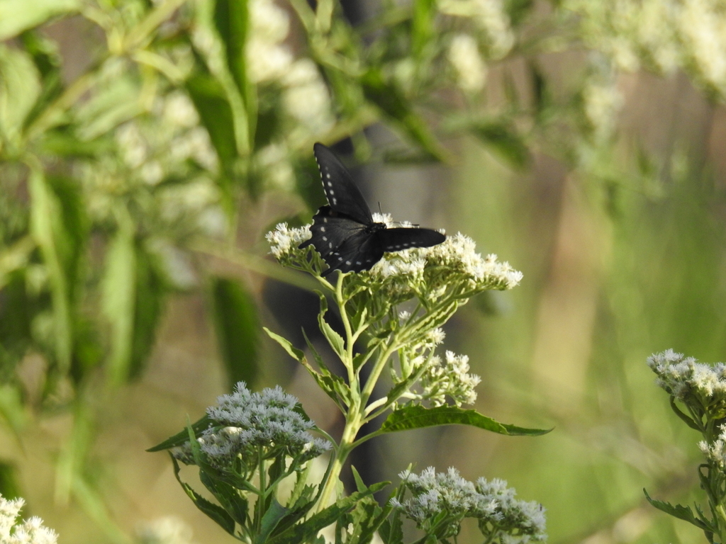 Pipevine Swallowtail from Bastrop, Texas, United States on September 28 ...