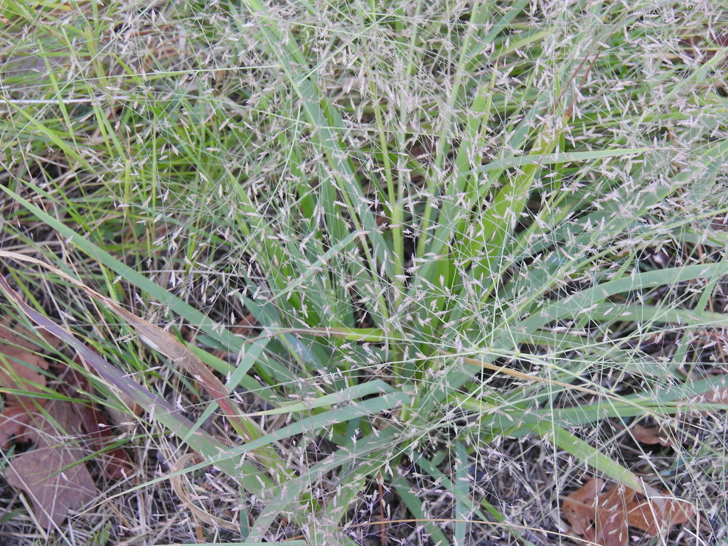 Sand Lovegrass from Bastrop County, TX, USA on September 28, 2023 at 09 ...