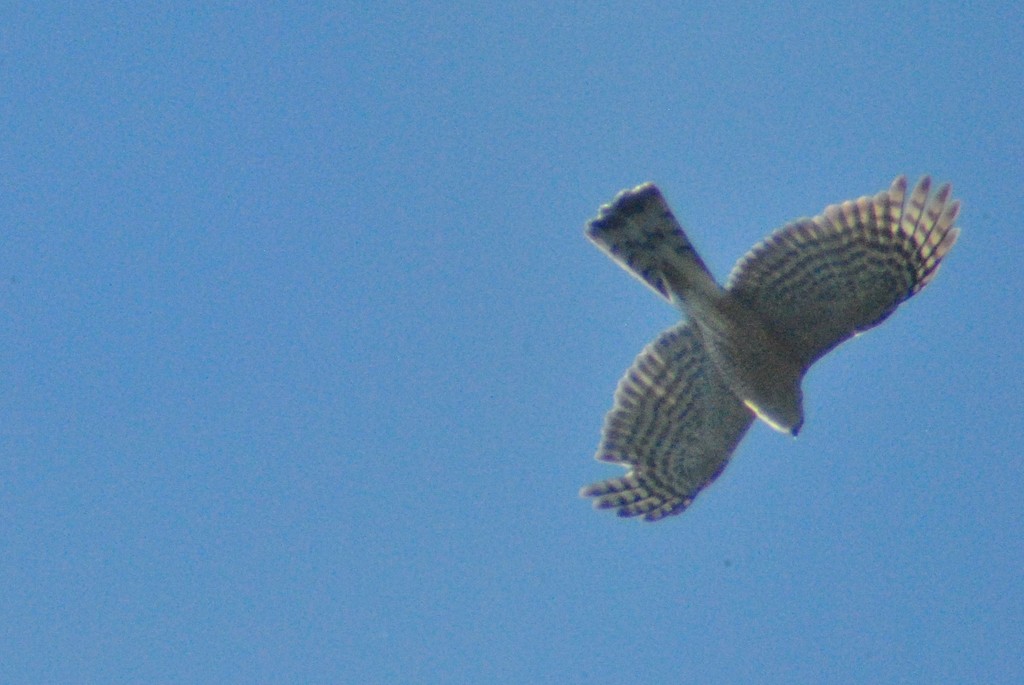 Northern Sharp-shinned Hawk from College Place, WA, USA on April 27 ...