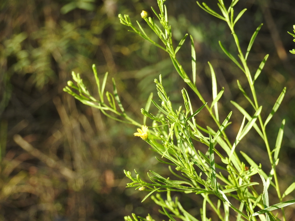 prairie broomweed from Bastrop, Texas, United States on September 21 ...