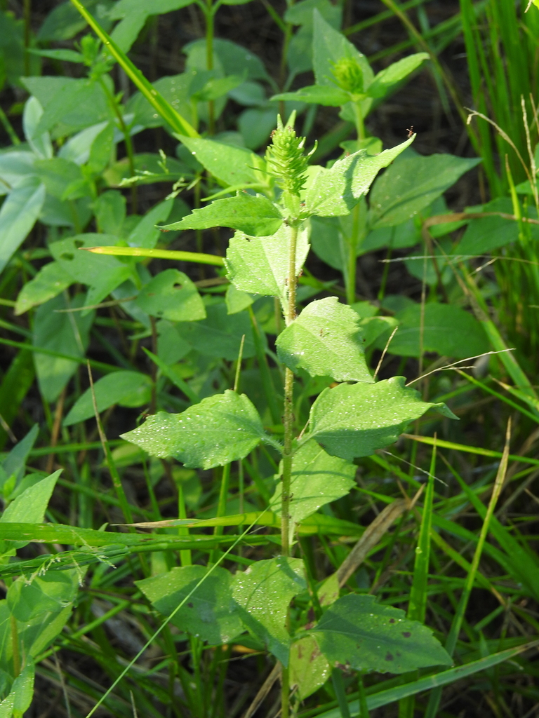 Sumpweed from Bastrop County, TX, USA on September 21, 2023 at 09:08 AM ...