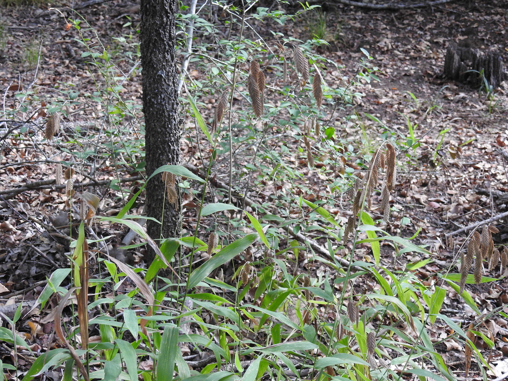 inland wood oats from Bastrop County, TX, USA on September 21, 2023 at ...