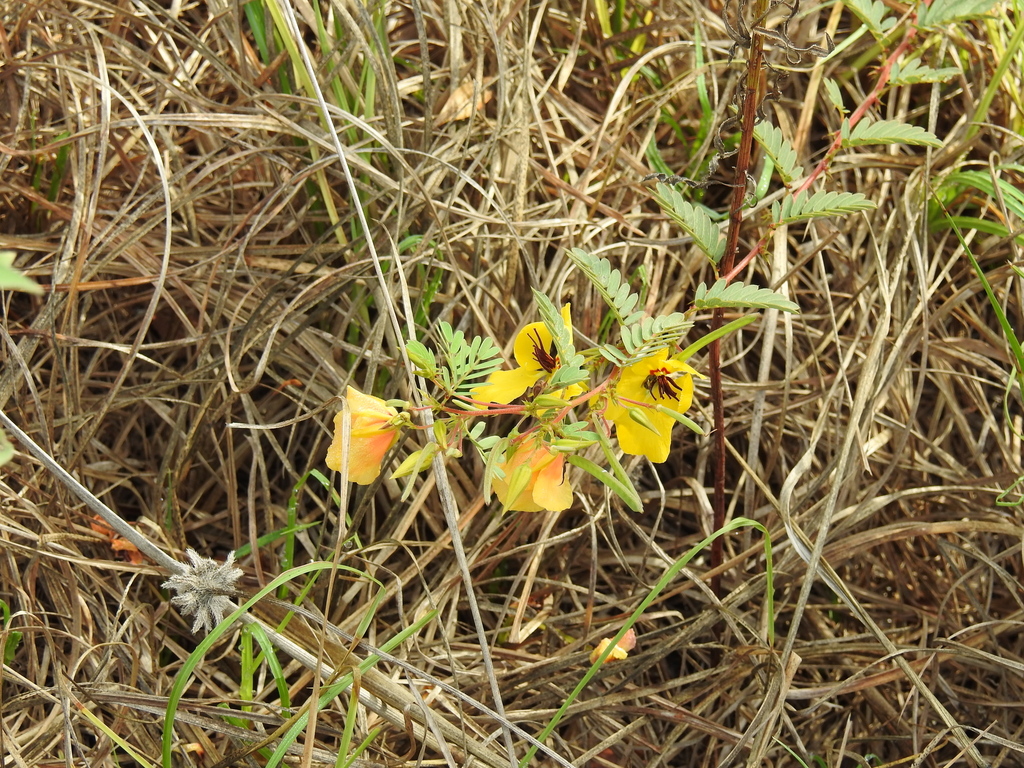 partridge pea from Bastrop County, TX, USA on September 21, 2023 at 09: ...