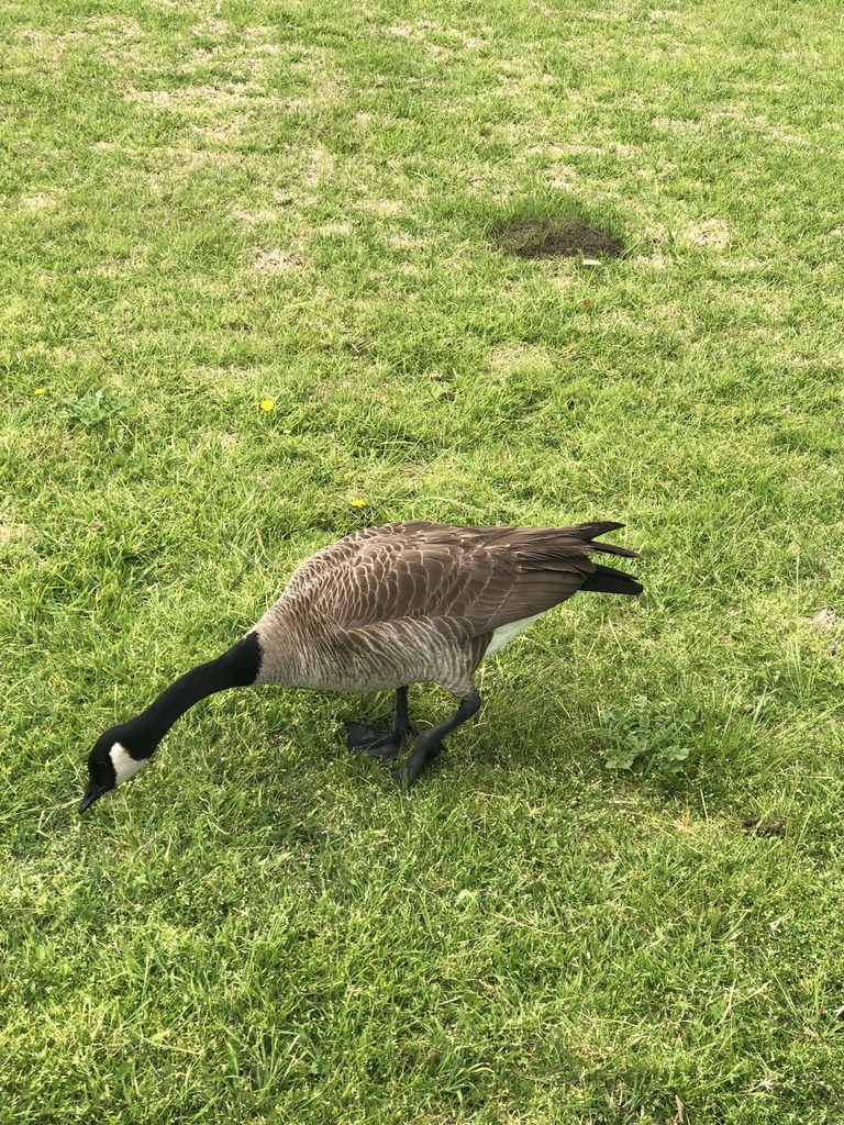 Canada Goose from Carbon Canyon Regional Park, Brea, CA, US on March 4 ...