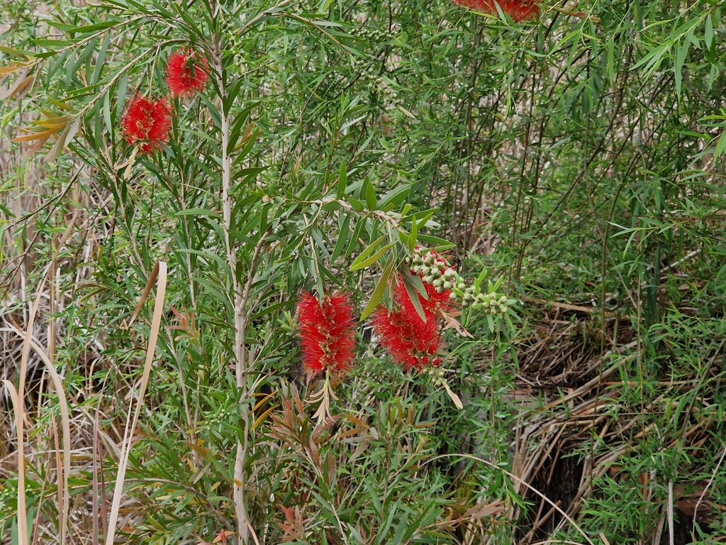 weeping bottlebrush from Zevenfontein 407-Jr, Midrand, Zuid-Afrika on ...