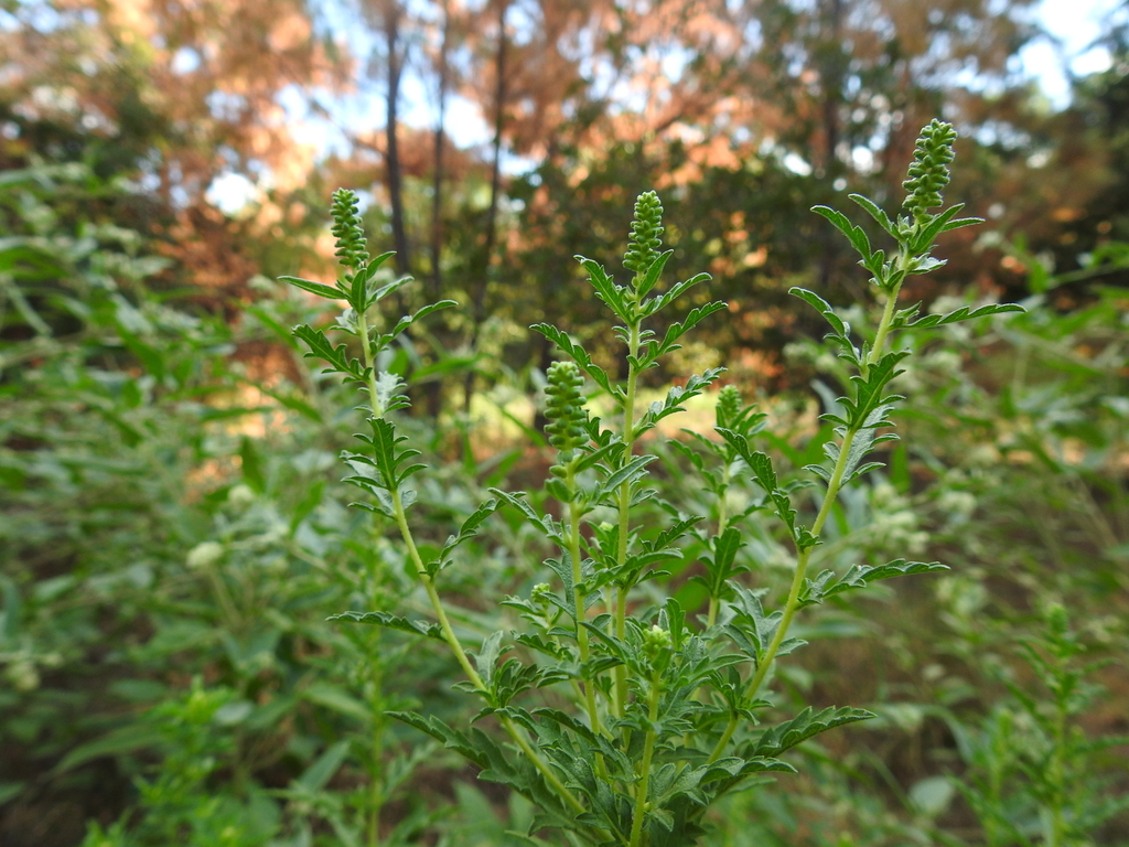 western ragweed from Bastrop County, TX, USA on September 28, 2023 at ...