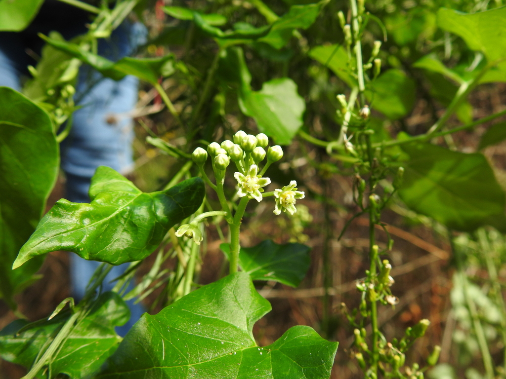 Talayote from Bastrop County, TX, USA on September 28, 2023 at 10:09 AM ...