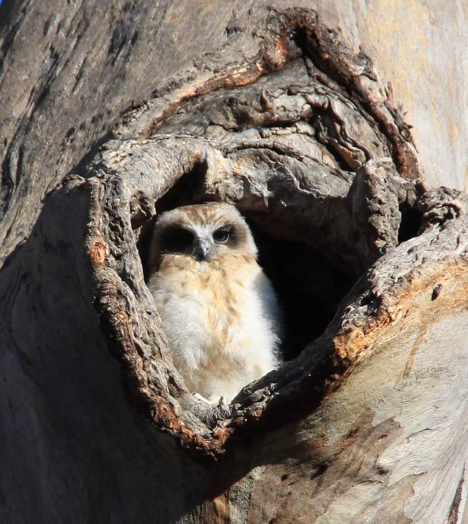 Southern Boobook in December 2016 by littlebeachy. Fledgling · iNaturalist