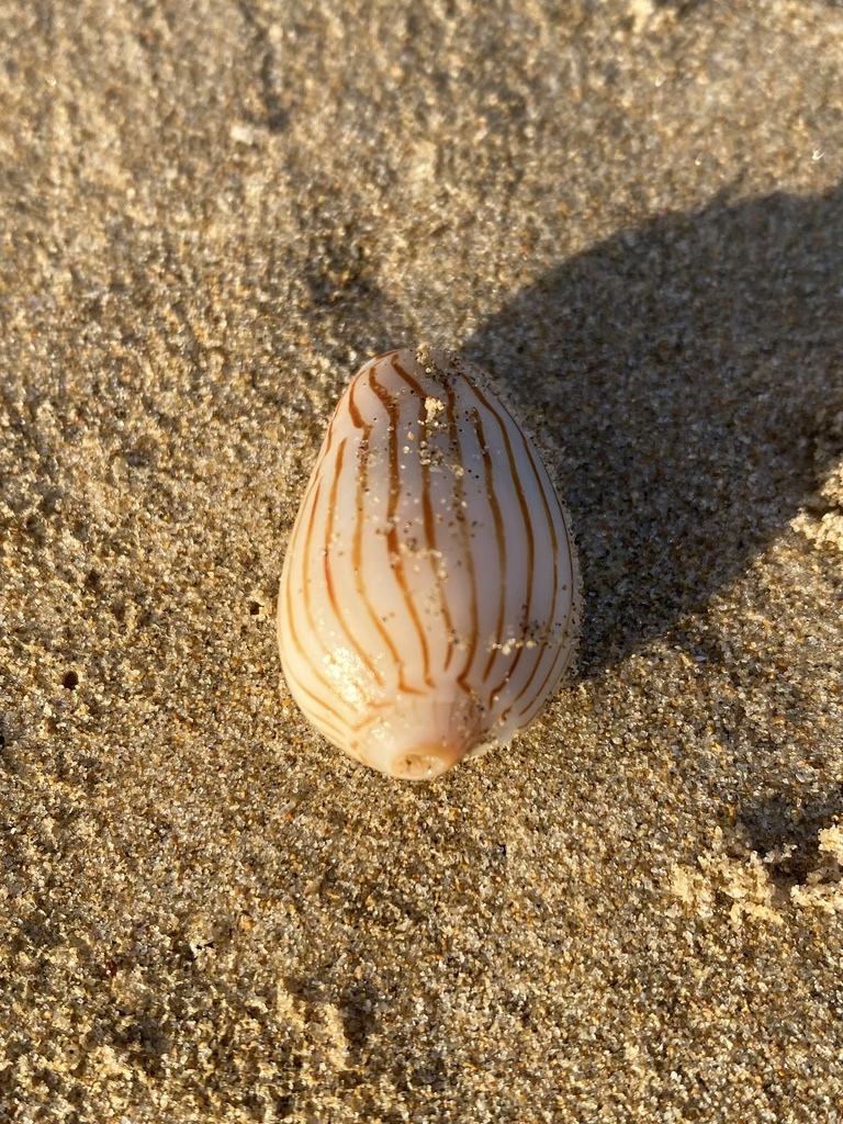 Zebra Volute from Tasman Sea, Arrawarra Headland, NSW, AU on September ...