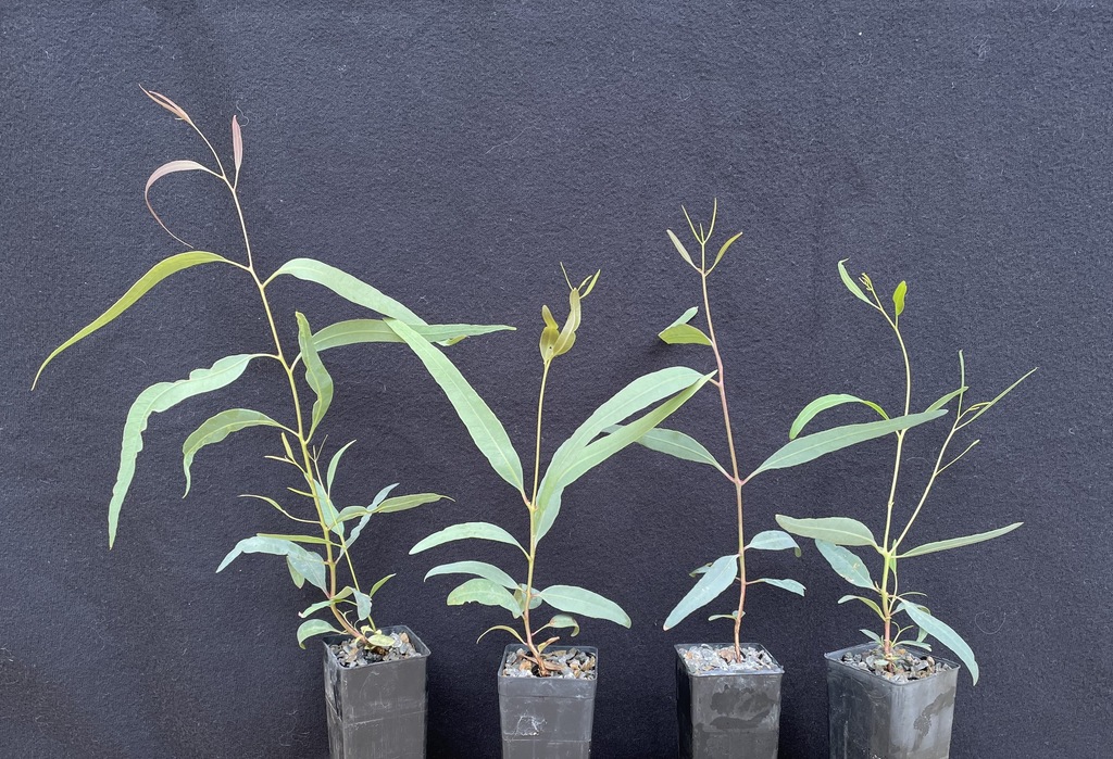 Coolibah (Eucalyptus microtheca) - Botanical Realm