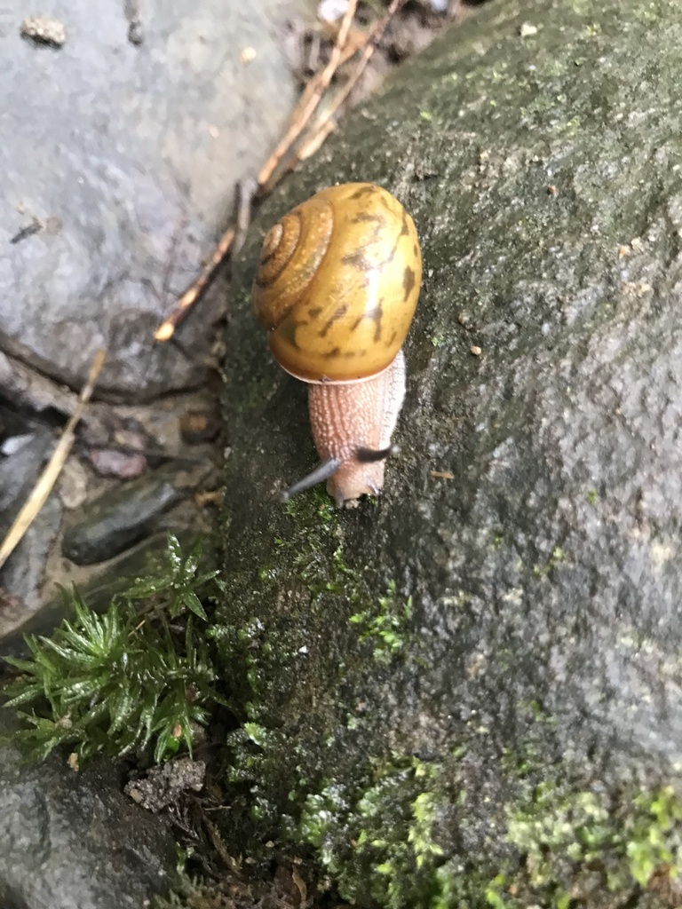 White-lip Globe Snail from Great Smoky Mountains National Park ...