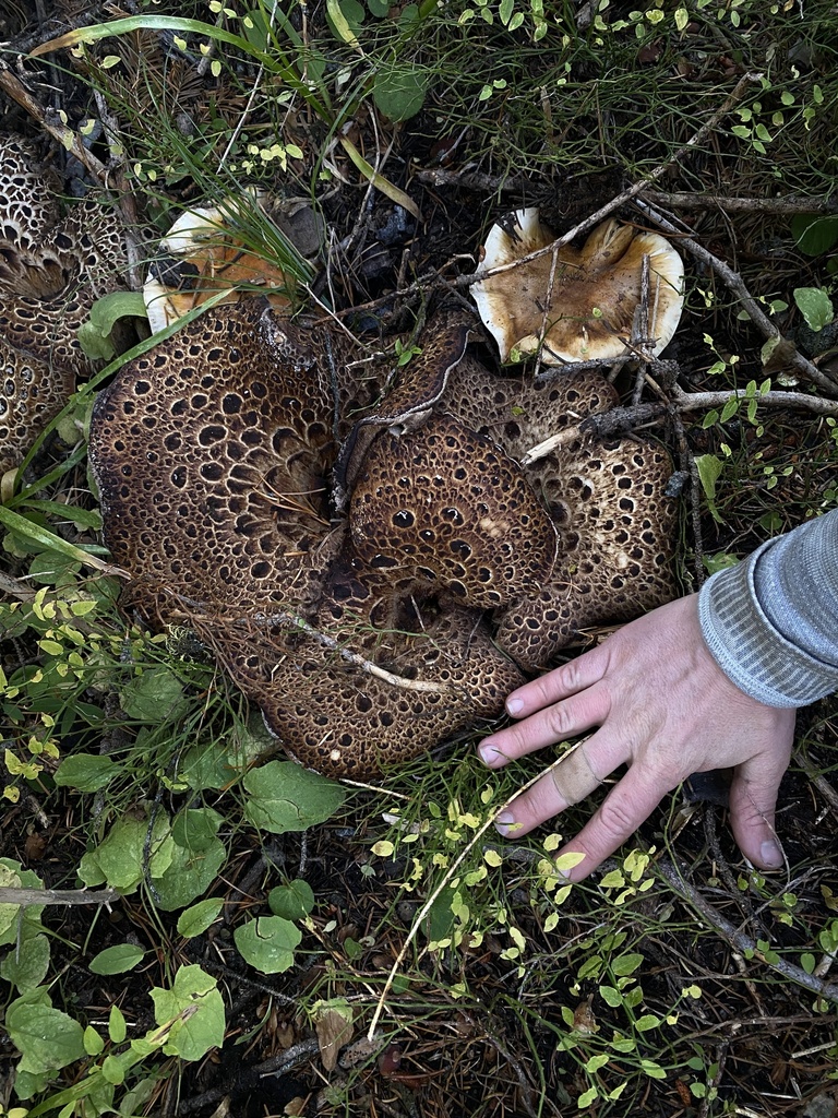 shingled hedgehog from Idaho County, US-ID, US on September 28, 2023 at ...