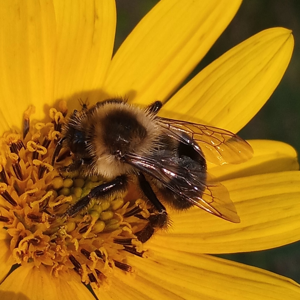 Common Eastern Bumble Bee from Preston, MD 21655, USA on September 27 ...