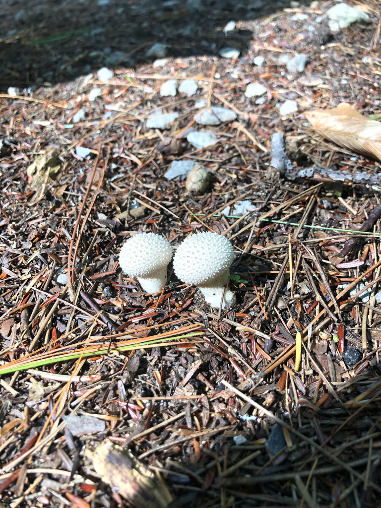 common puffball from Grayling on September 24, 2023 at 11:33 AM by Lucy ...