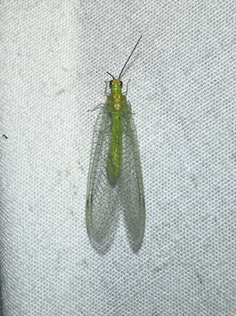 Lichen-carrying Green Lacewing from Along Ijams Branch, off of Co. Rd ...